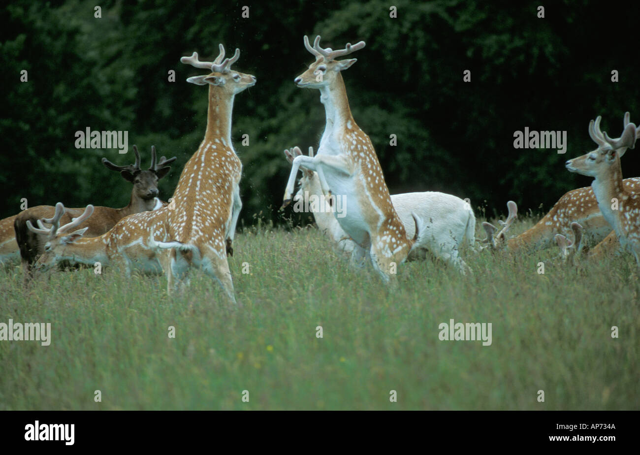 Fallow deer fight herd hi-res stock photography and images - Alamy