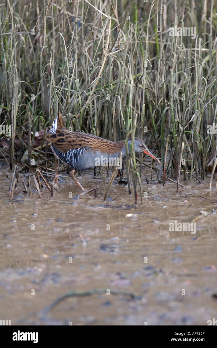 WATER RAIL RALLUS AQUATICUS WALKING AT EDGE OF REEDBED Stock Photo - Alamy