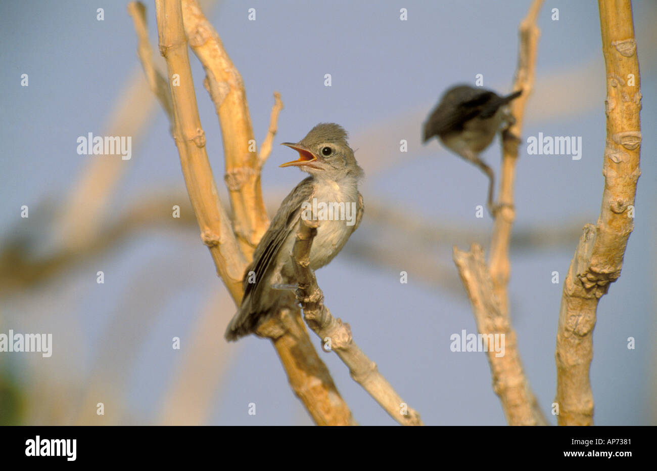 Bird singing in tree Stock Photo - Alamy