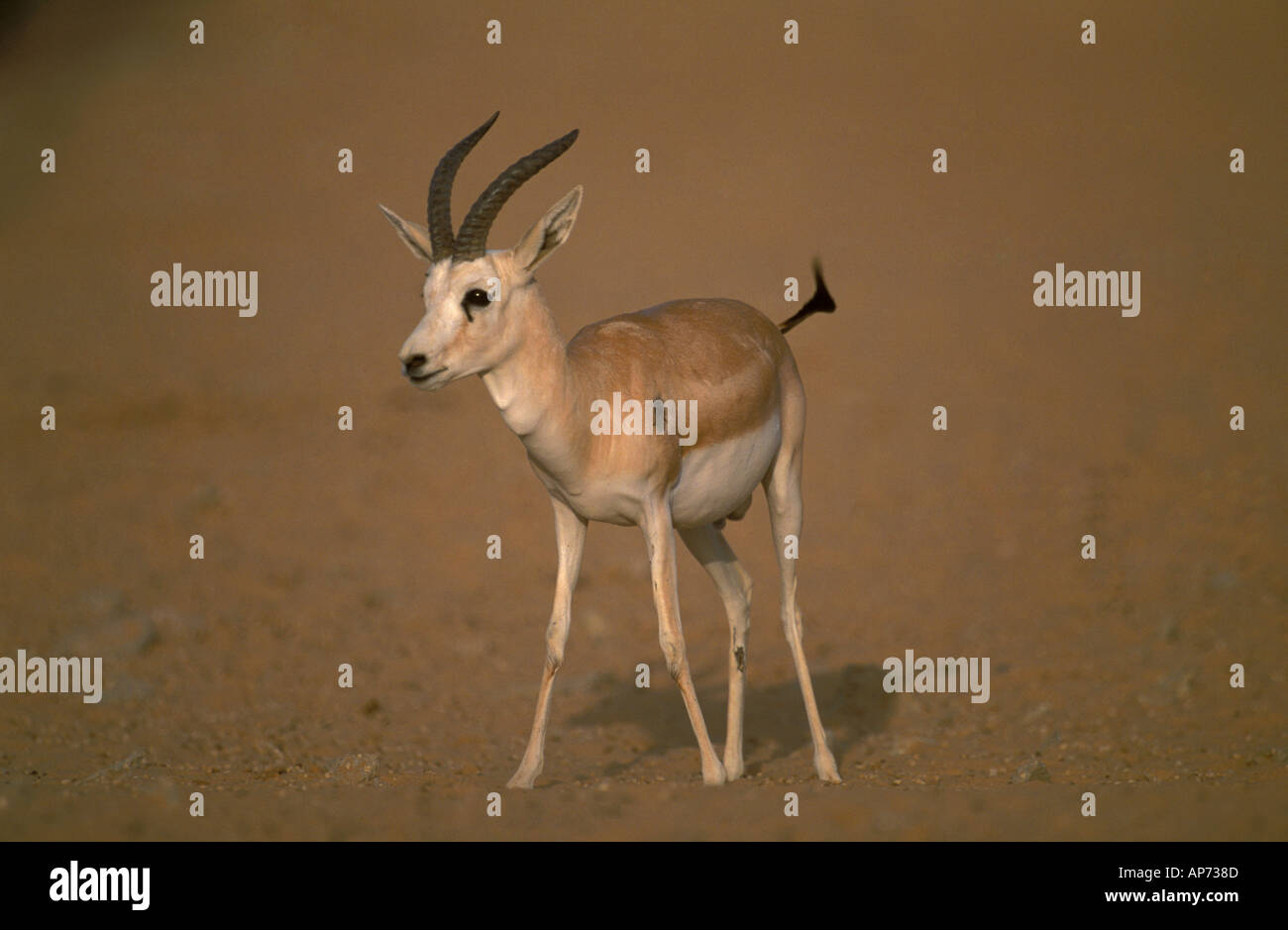 Arabian Sand Gazelle Stock Photo - Alamy
