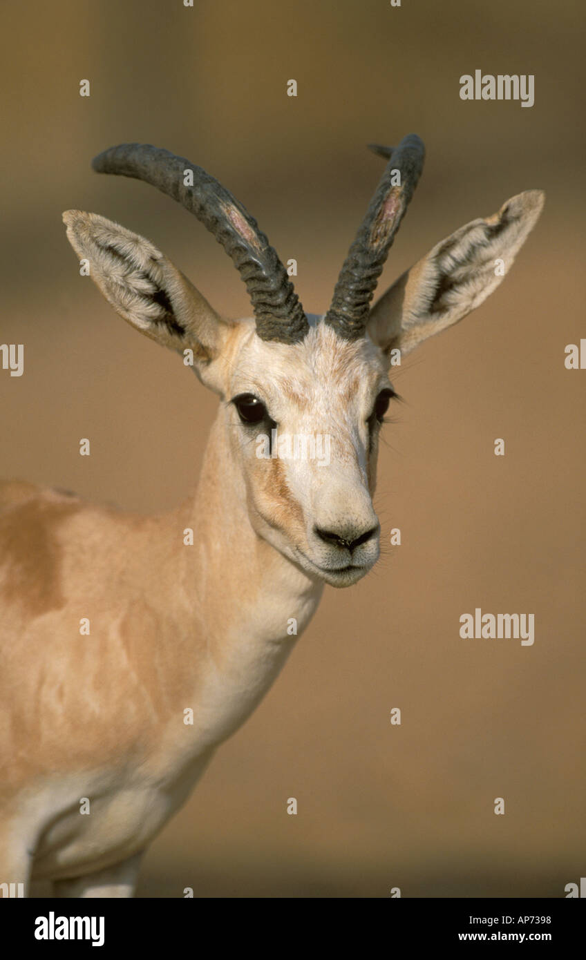 Gazelle Arabic High Resolution Stock Photography and Images - Alamy