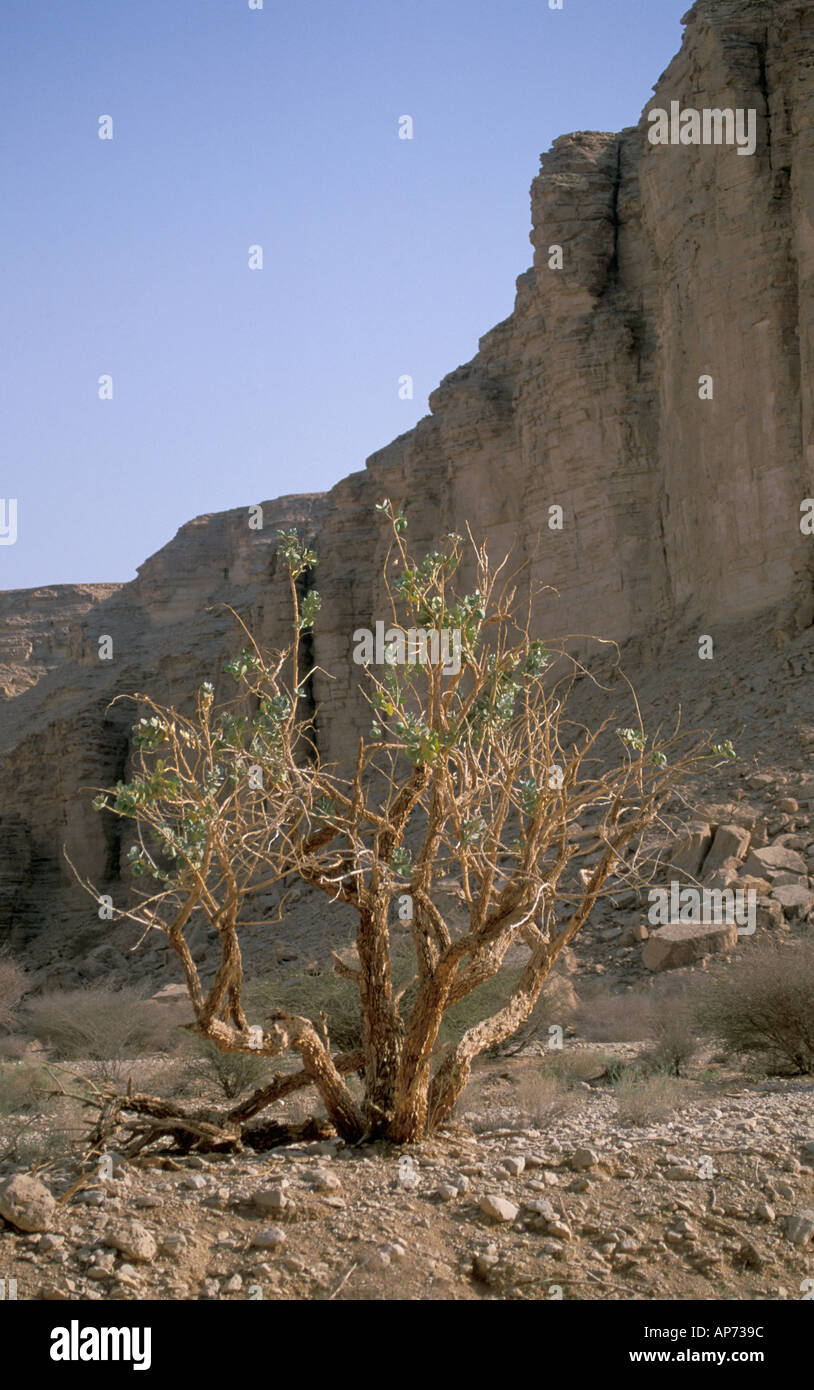 tuwaiq escarpment Saudi Arabia Stock Photo - Alamy