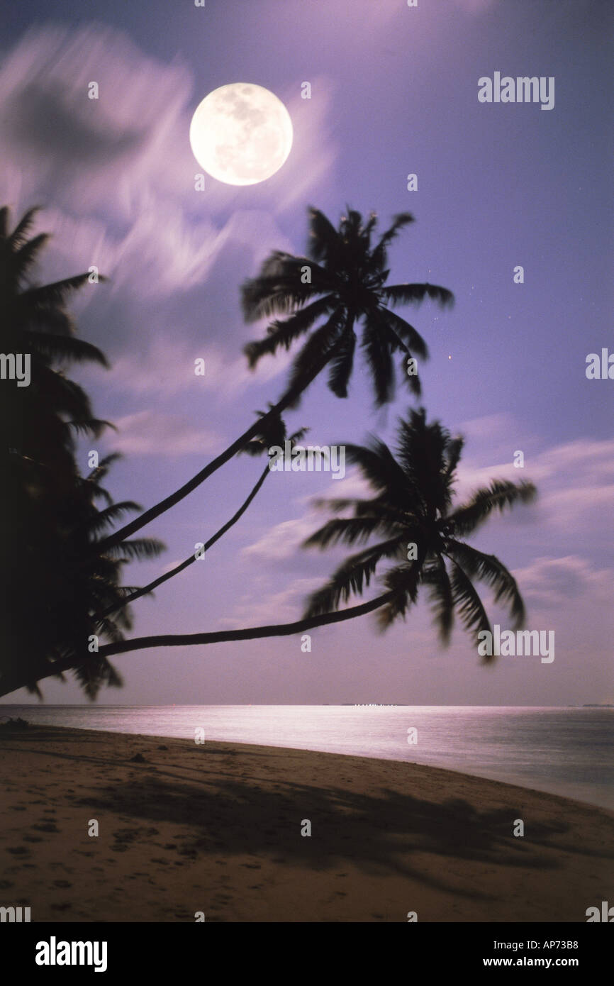 Palm tree moonrise hi-res stock photography and images - Alamy
