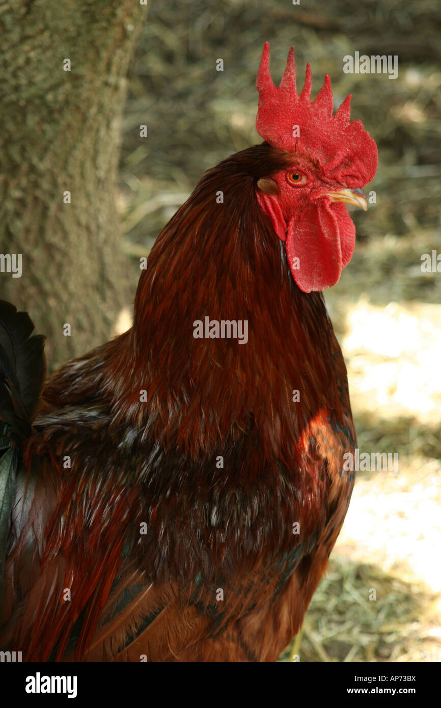 Rhode island red rooster hi-res stock photography and images - Alamy
