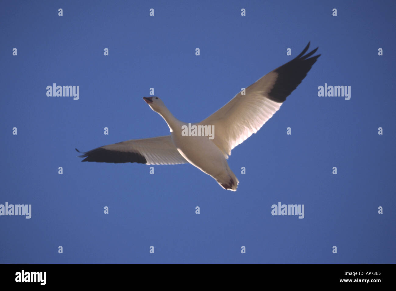 Blue phase snow goose hi-res stock photography and images - Alamy
