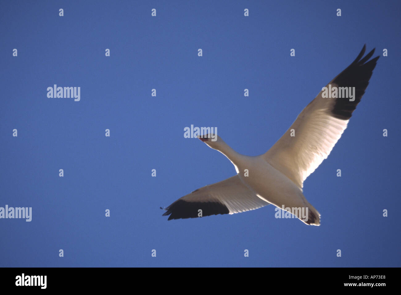 Blue phase snow goose hi-res stock photography and images - Alamy