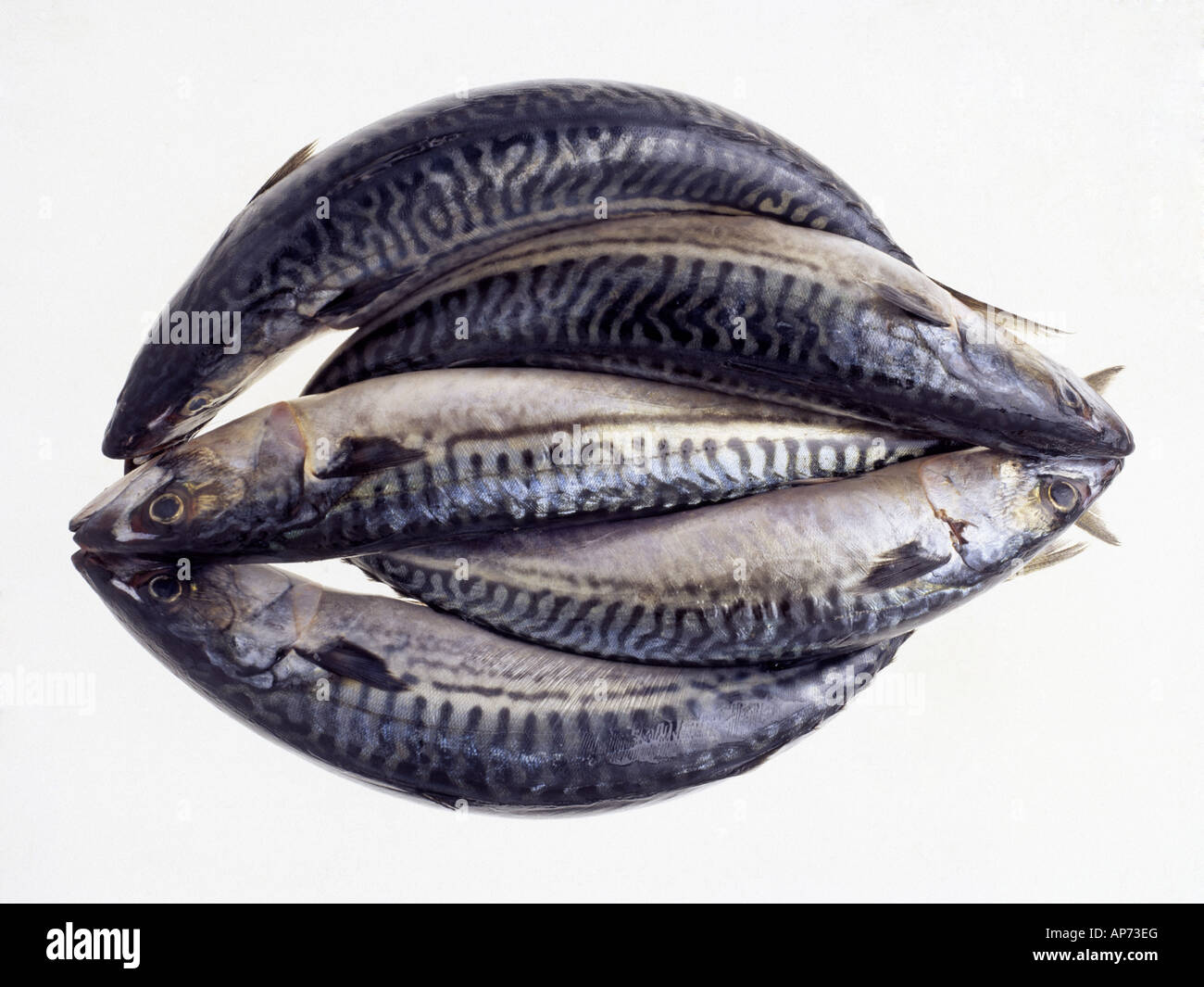Circle of fish Stock Photo - Alamy