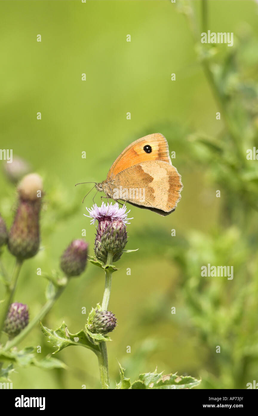 Butterfly meadow brown maniola jurtina feeding on thistle Norfolk Uk ...