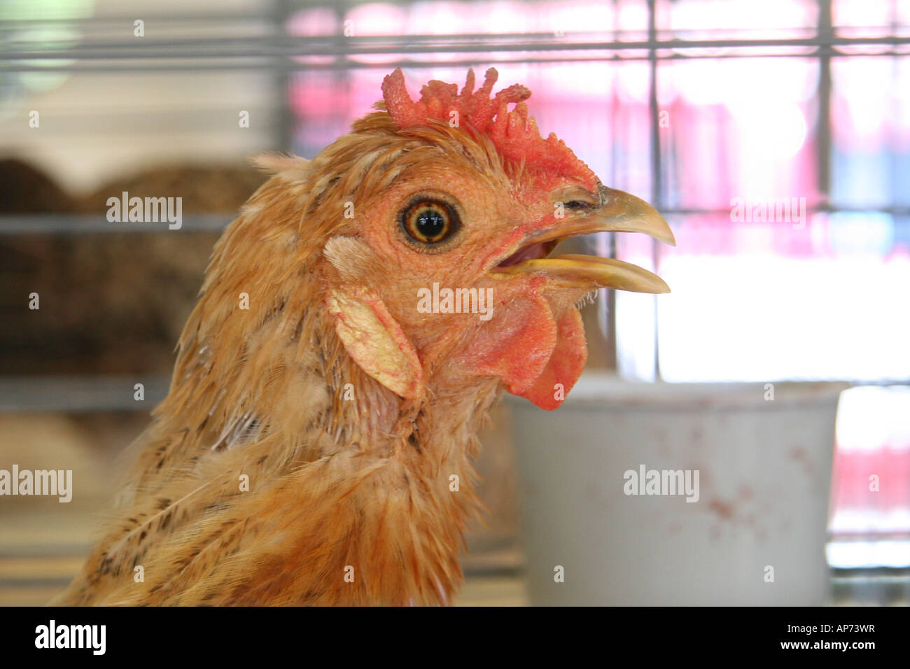 Buttercup comb hi-res stock photography and images - Alamy