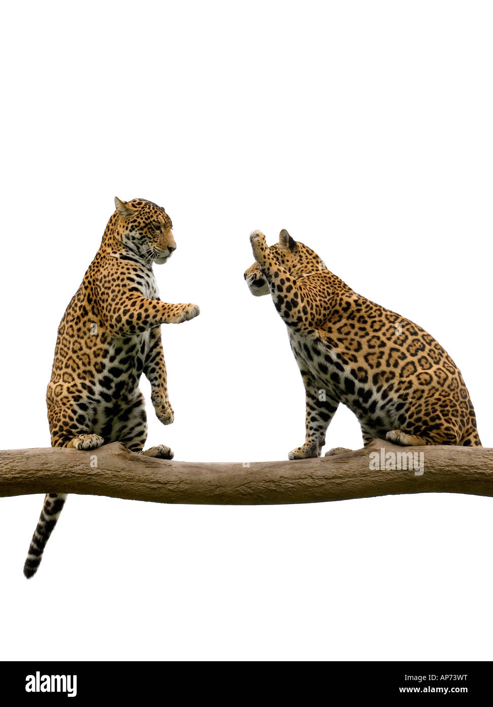 Jaguars fighting hi-res stock photography and images - Alamy