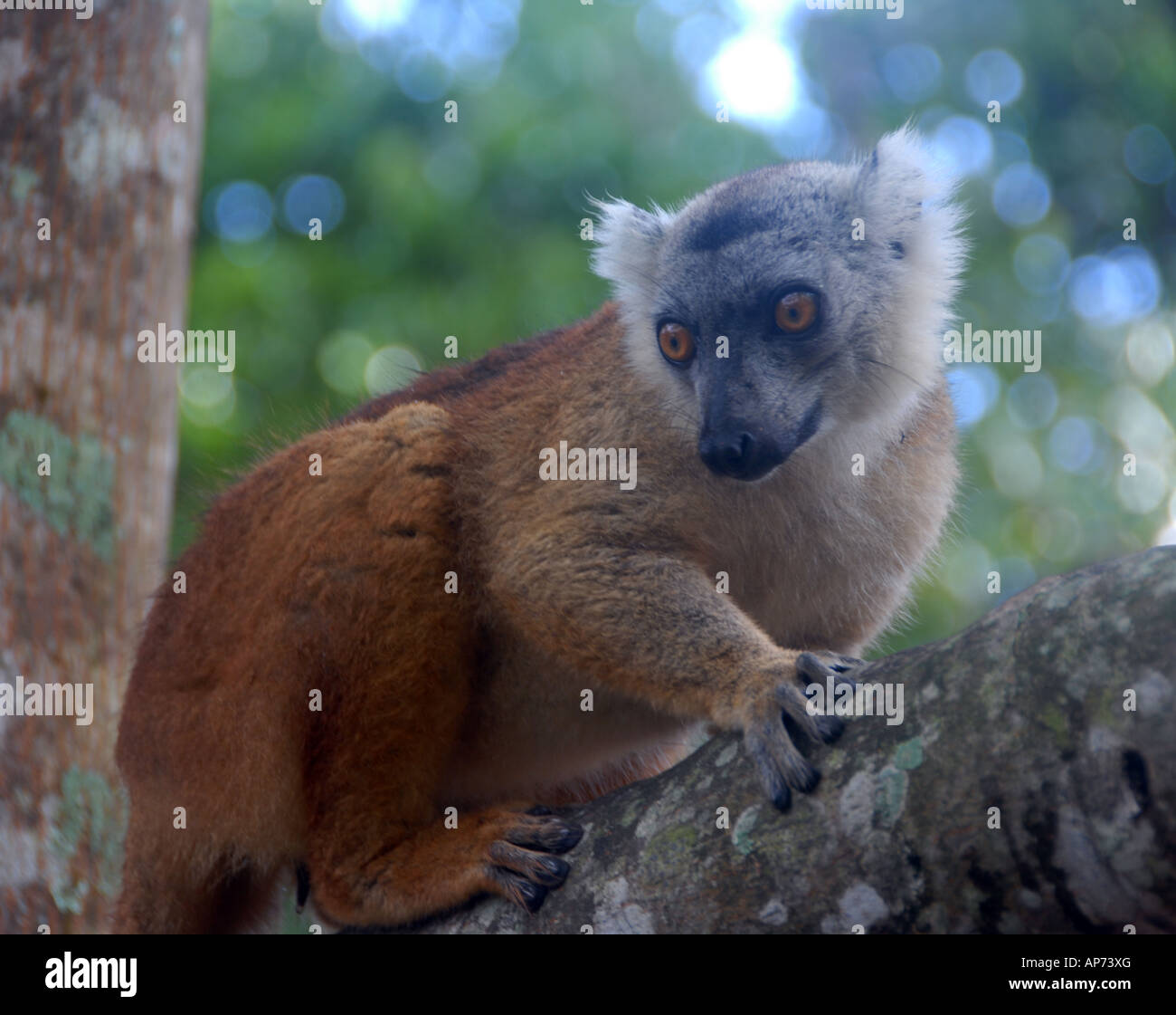 Lemur, Palmarium Private Reserve, Lake Ampitabe, Eastern Madagascar ...