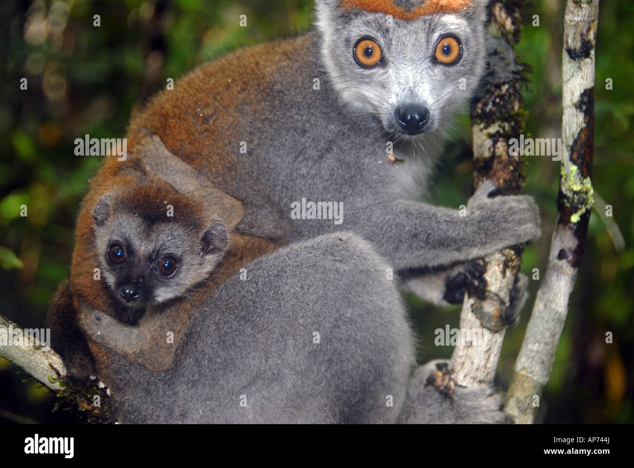 Lemur with baby on her back, Palmarium Private Reserve, Lake Ampitabe ...