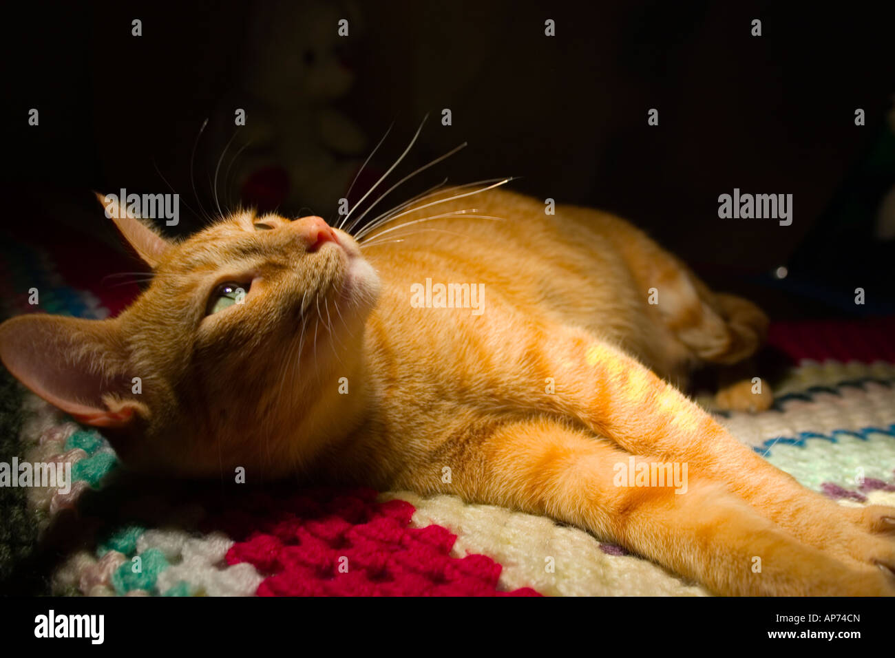 Orange cat under the spotlight Stock Photo - Alamy
