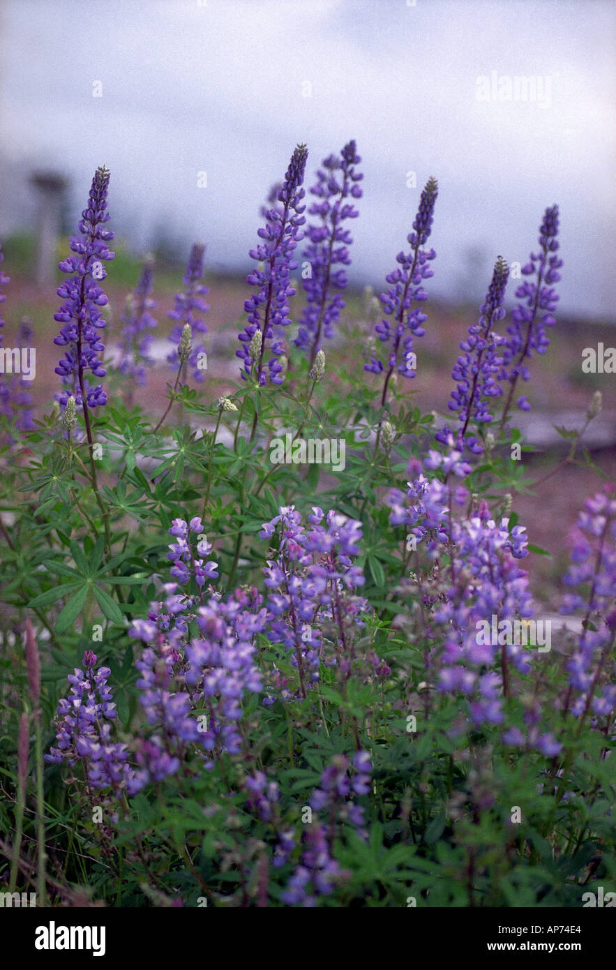 A Himalayan flower Stock Photo - Alamy