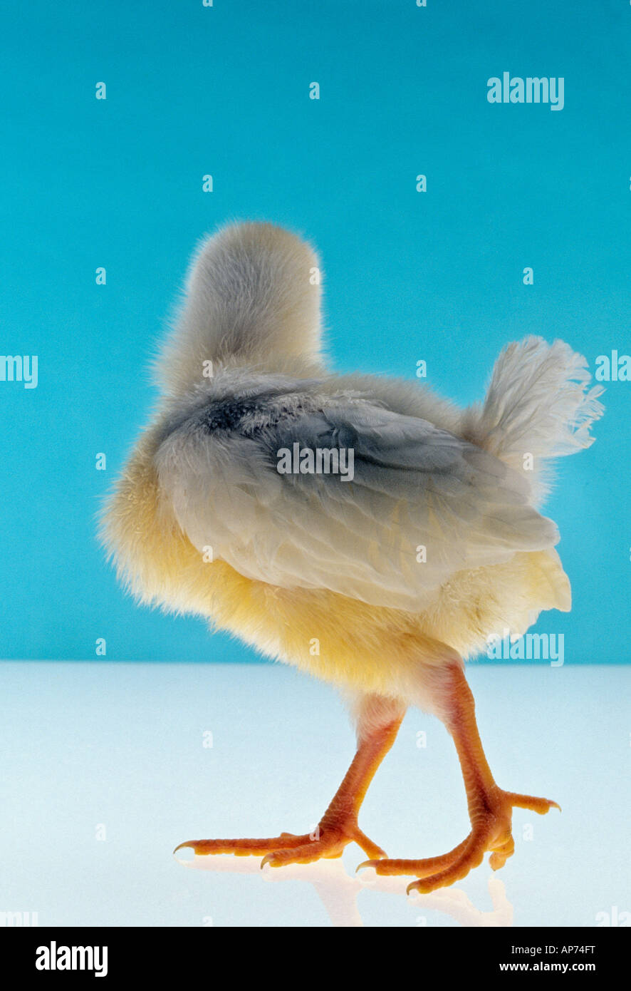 Confused chick hi-res stock photography and images - Alamy