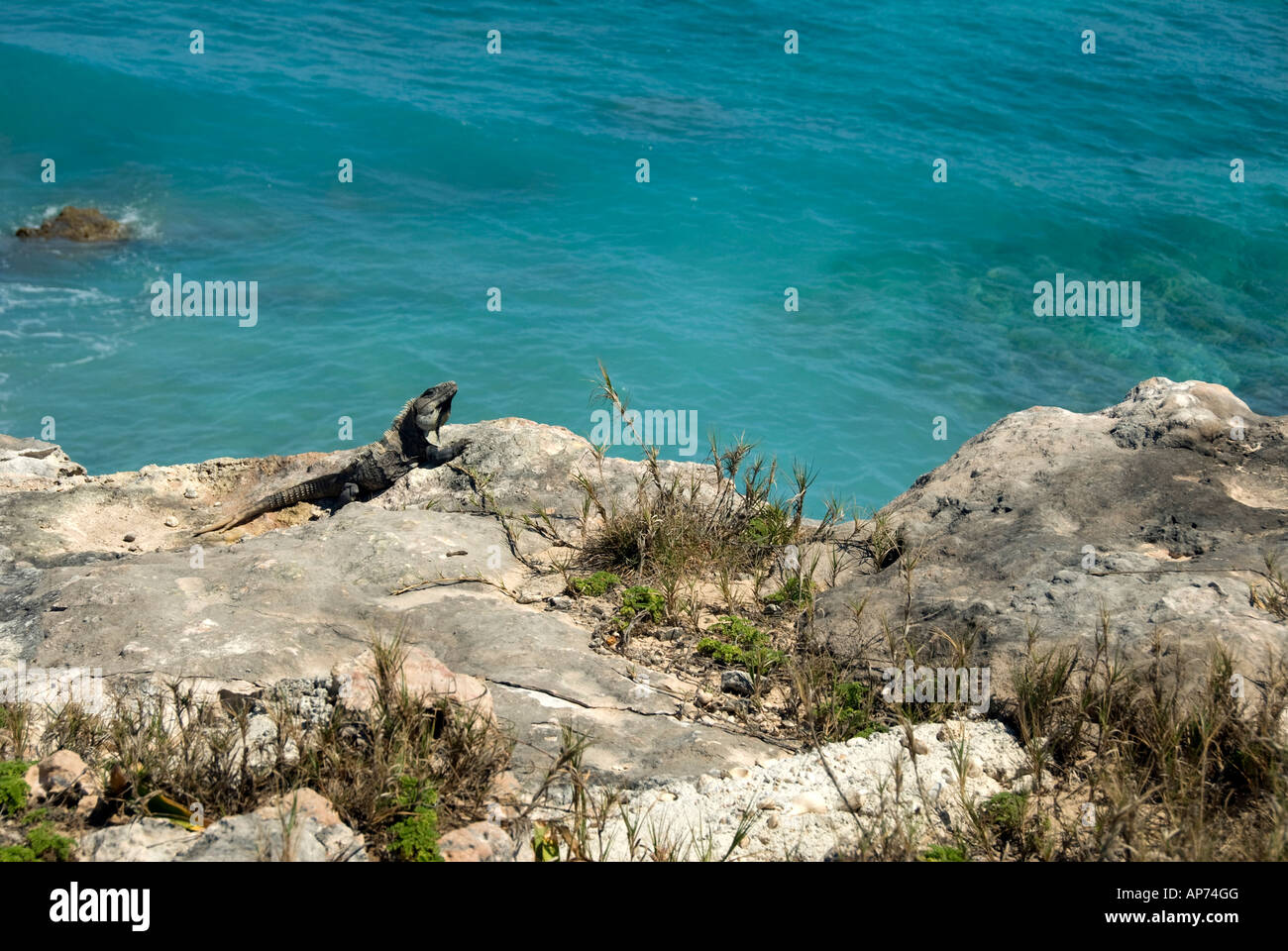 Warm animals hi-res stock photography and images - Alamy