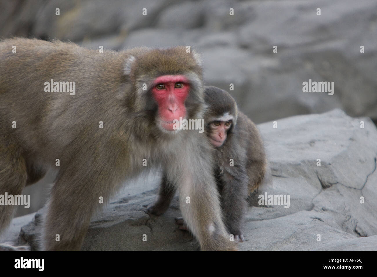 A snow monkey mother and baby Stock Photo - Alamy