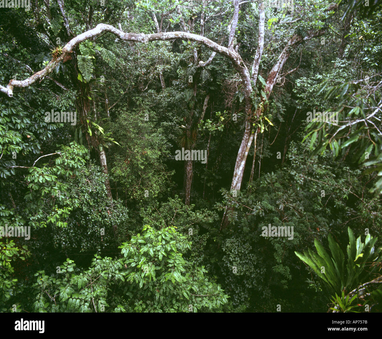 Epiphytes amazon hi-res stock photography and images - Alamy