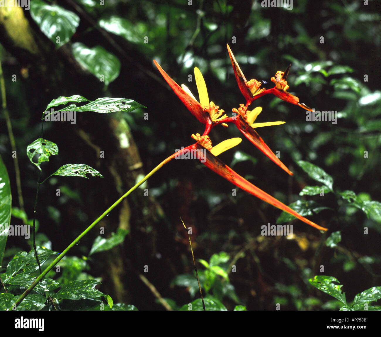 Variety stricta hi-res stock photography and images - Alamy