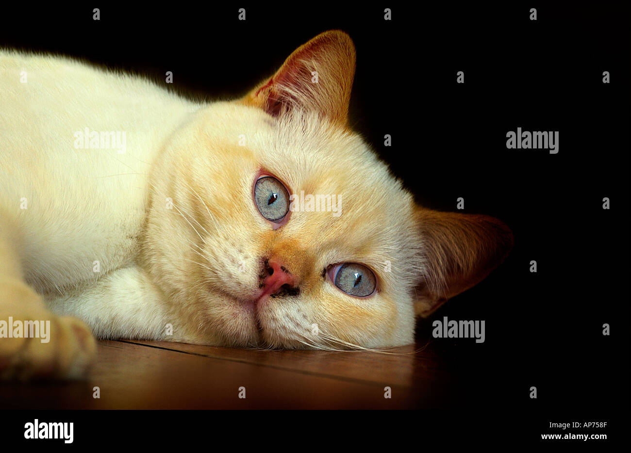 Relaxed face eyes hi-res stock photography and images - Alamy