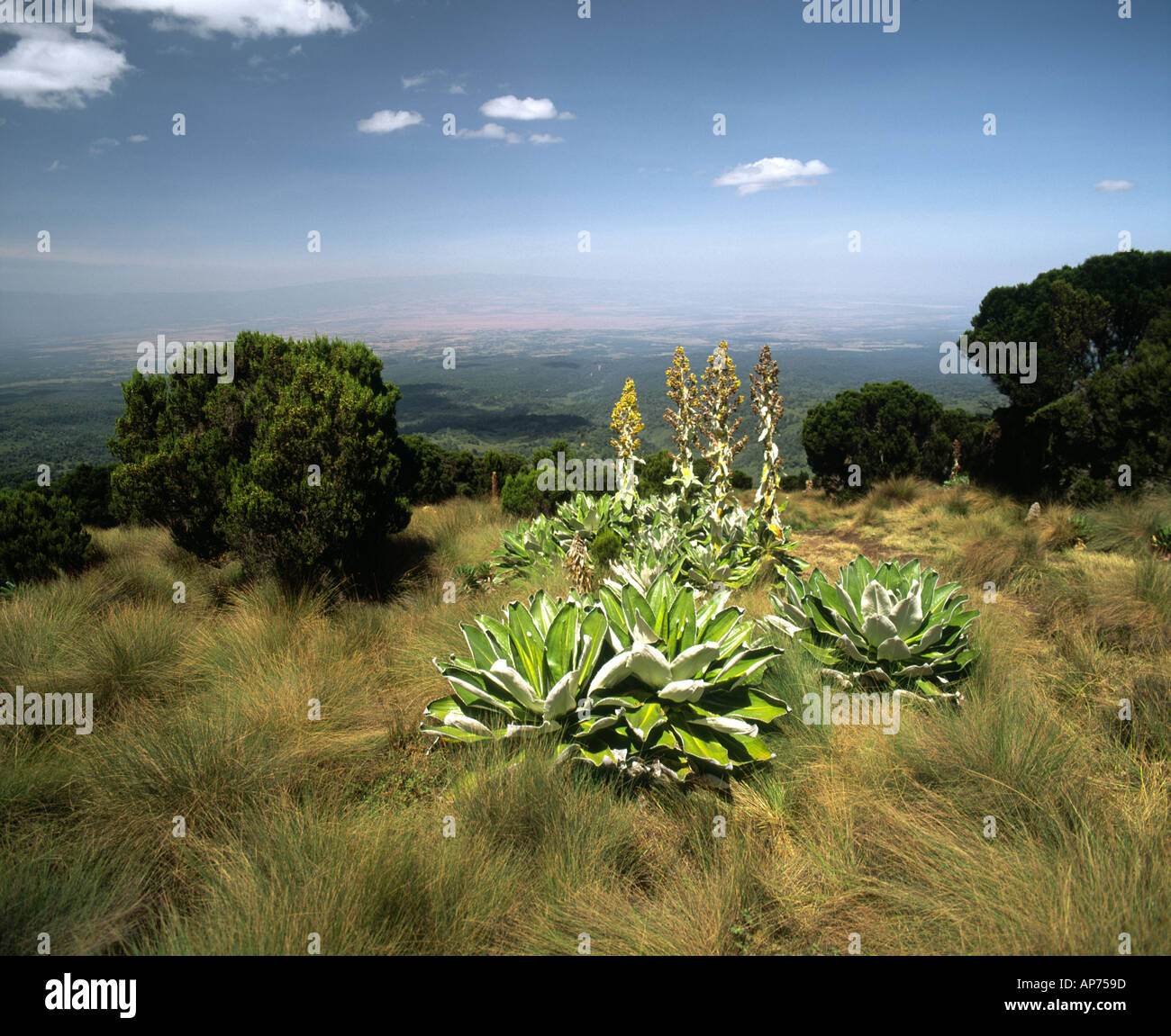 Kenya Mt Kenya edge of forest zone looking towards aberdare range with ...