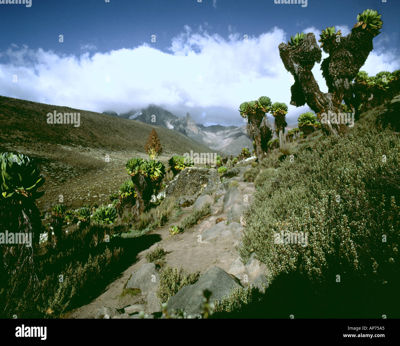 Giant Groundsel Plants High Resolution Stock Photography and Images - Alamy
