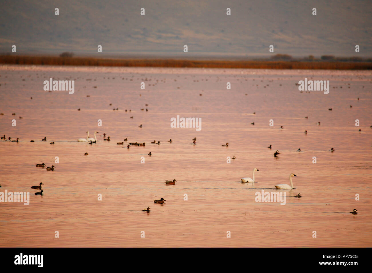 Dawn, Lower Klamath Basin National Wildlife Refuge in autumn ( fall ...