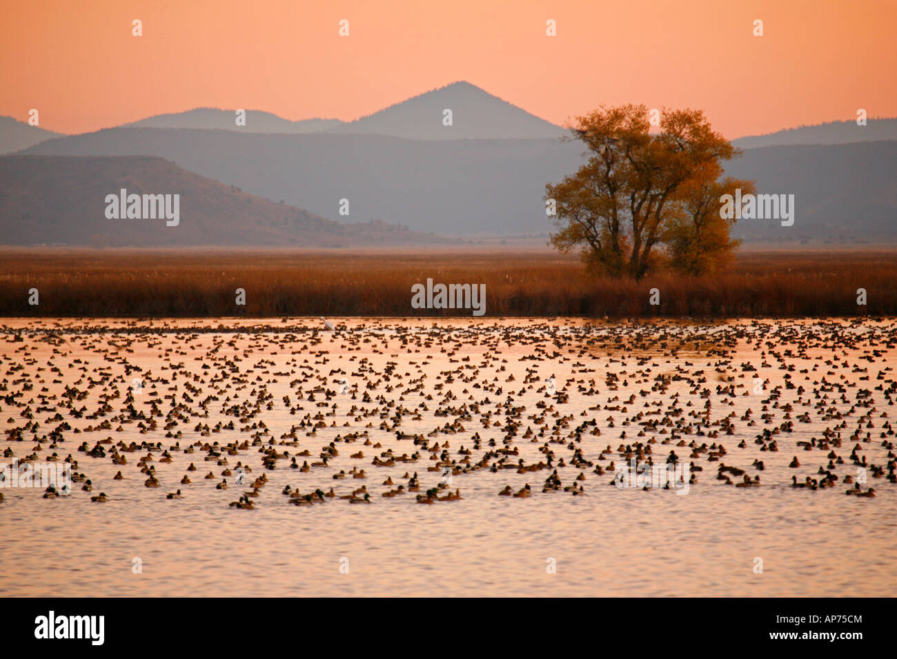 Dawn, Lower Klamath Basin National Wildlife Refuge in autumn ( fall ...
