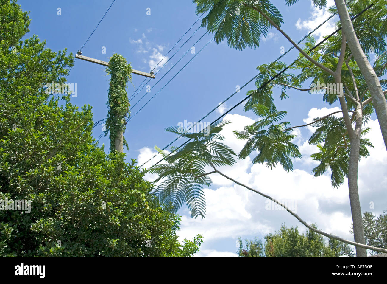 heavy tropical vine taking over a power line pole in rain forest jungle ...