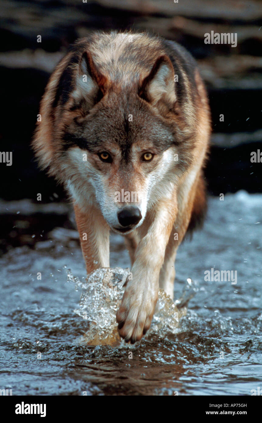 Grey wolf fording a stream Stock Photo - Alamy