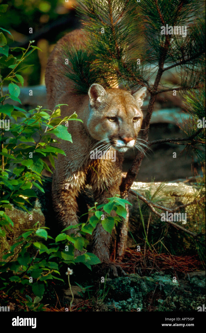 Portrait of cougar emerging from pine trees Stock Photo - Alamy