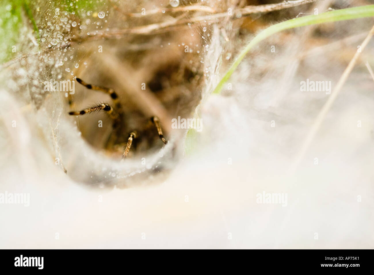 Spider hiding in web Stock Photo - Alamy