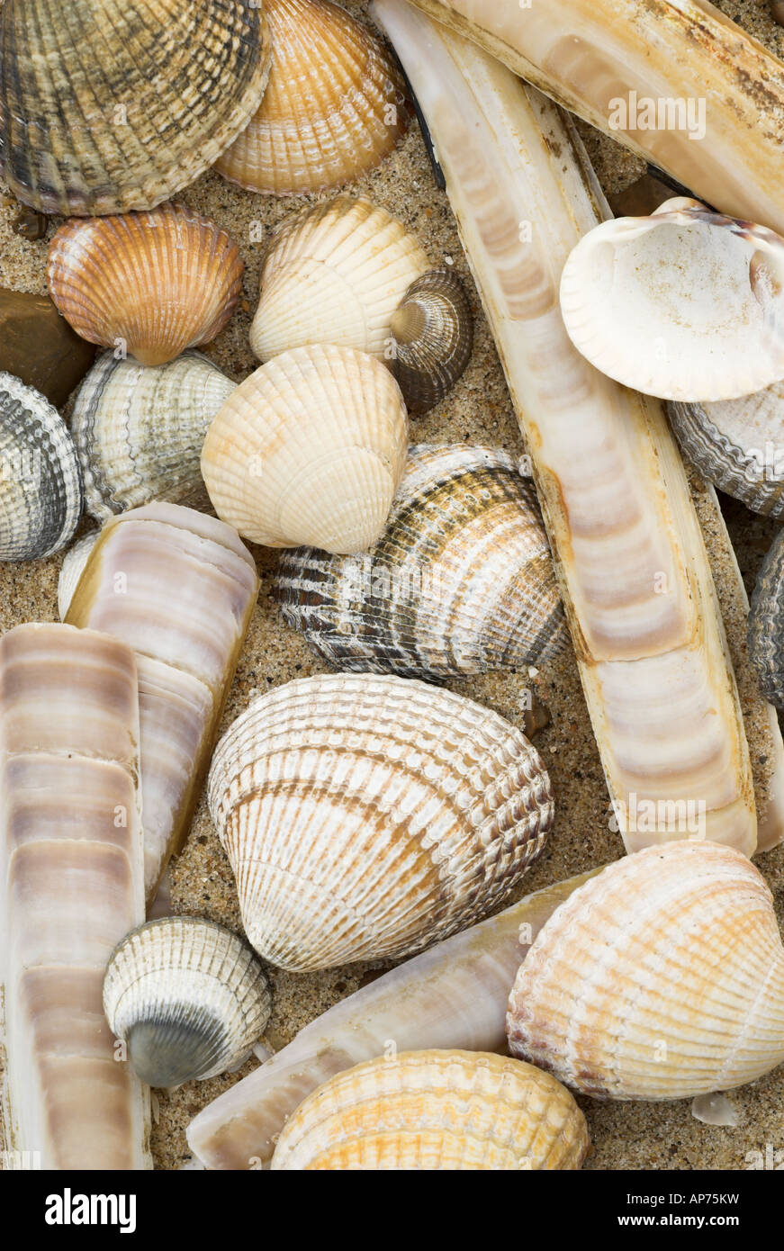 Abstract study of shells on beach UK Stock Photo - Alamy