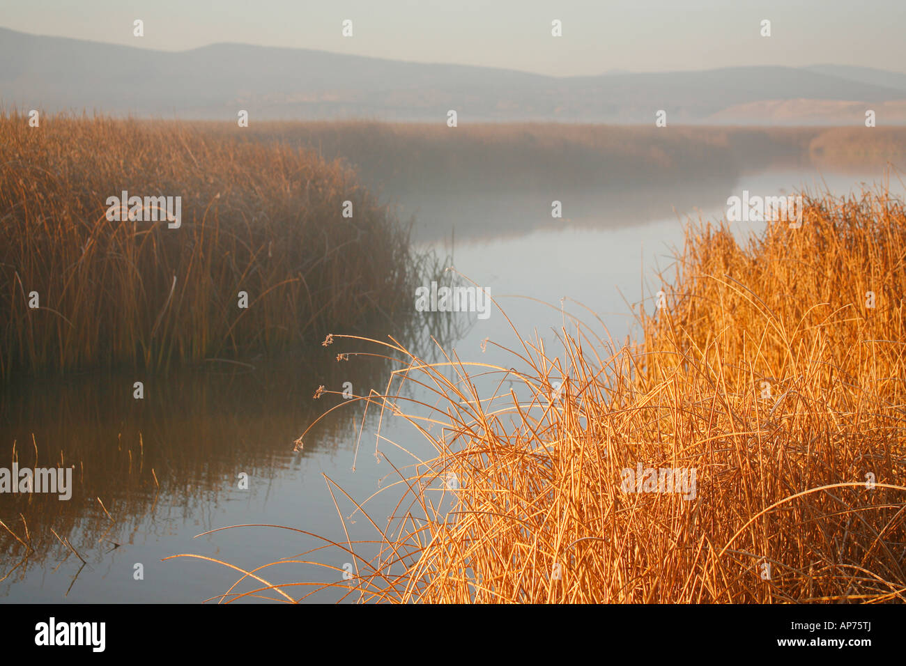 Reeds and cattails, Lower Klamath Basin National Wildlife Refuge in ...
