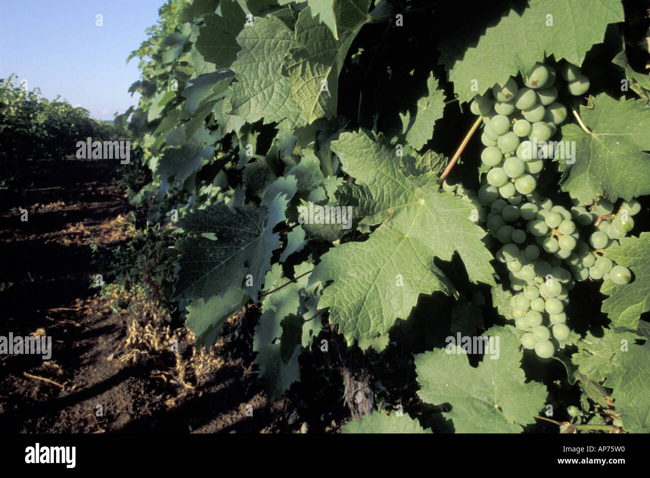 Niagara on the lake vine hi-res stock photography and images - Alamy