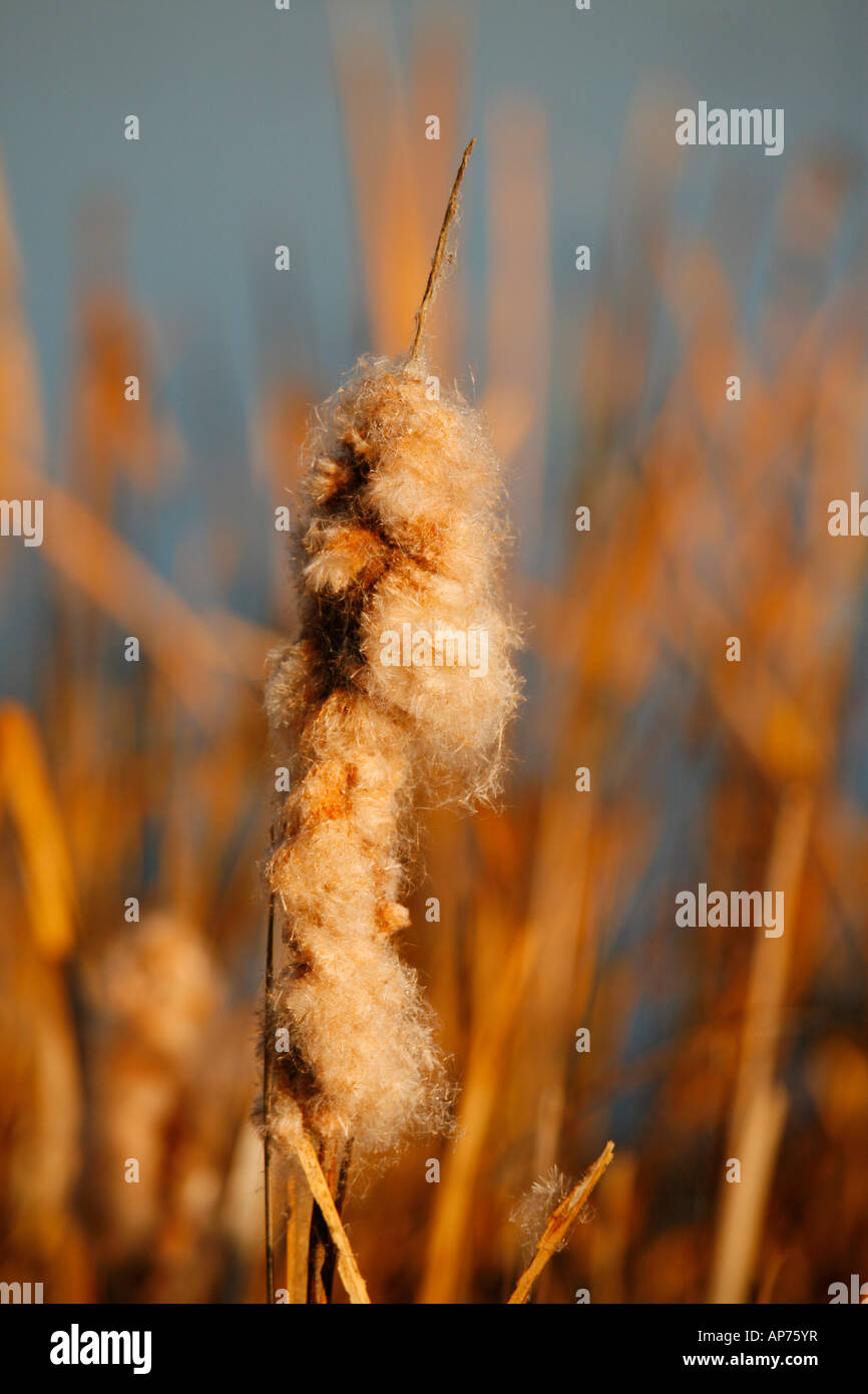 Reeds and cattails, Lower Klamath Basin National Wildlife Refuge in ...