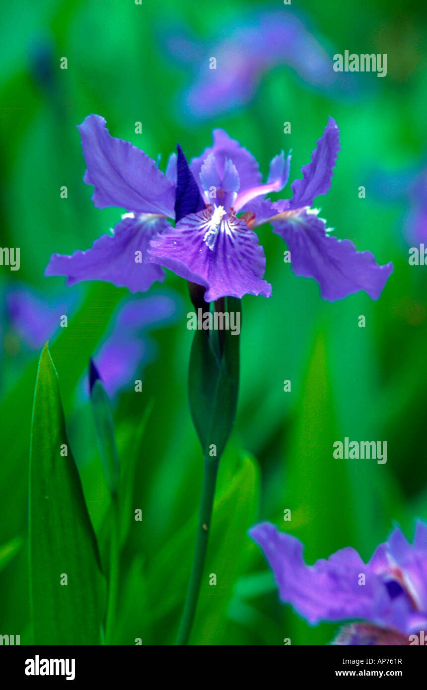 Iris in bloom Stock Photo - Alamy