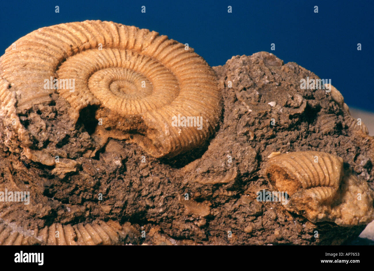 Ammonit hi-res stock photography and images - Alamy