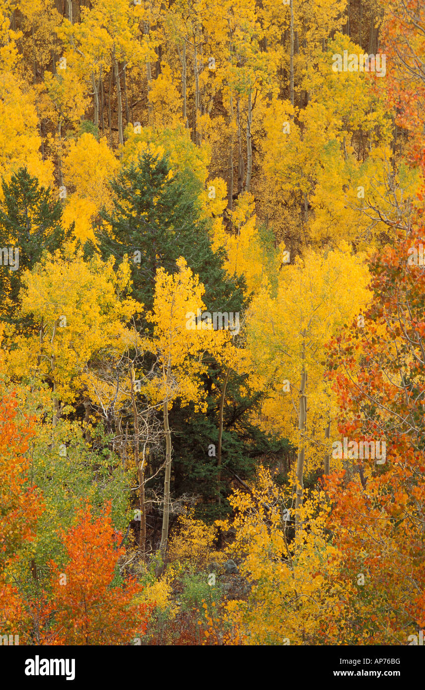 Uncompahgre plateau hi-res stock photography and images - Alamy
