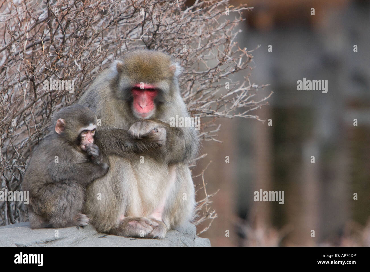 Snow monkey central park zoo hi-res stock photography and images - Alamy