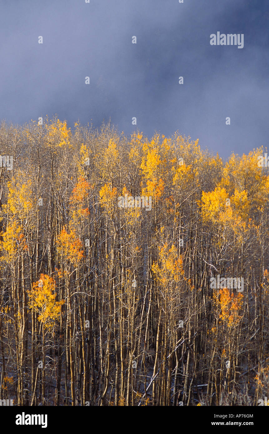 Fall aspens and rising mist in the San Juan Mountains Uncompahgre ...
