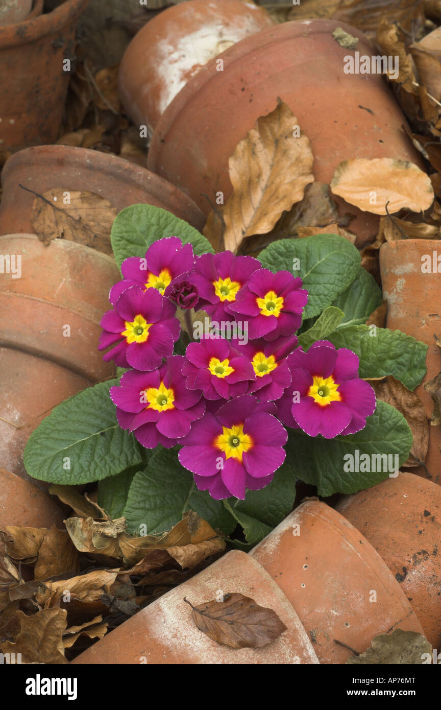 Terracotta pots uk hi-res stock photography and images - Alamy