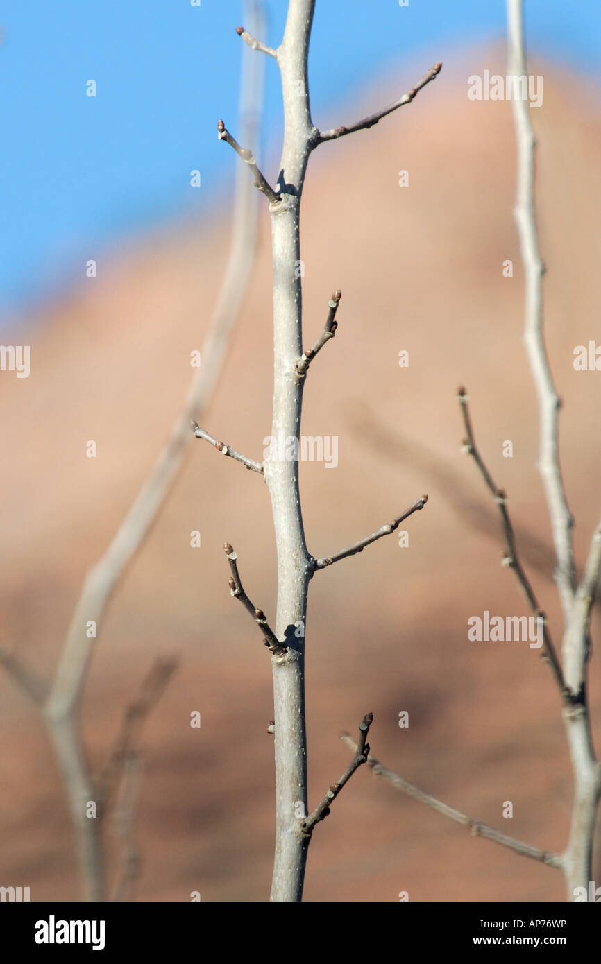 Mulberry Tree Spring Buds. Stock Photography by cahyman Stock Photo - Alamy