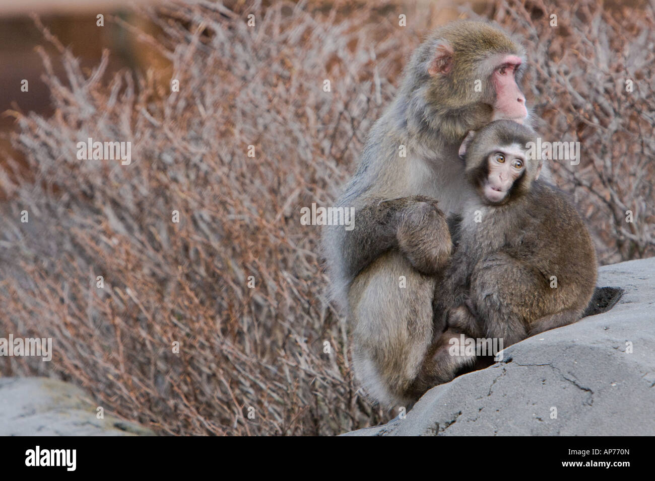 Snow monkey with baby Stock Photo - Alamy