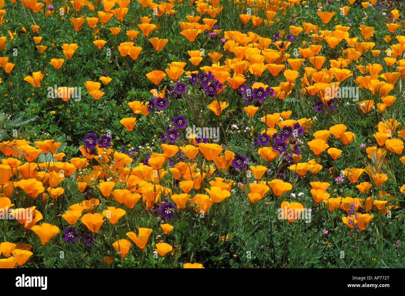 California Poppies and Wild Blue Flax Santa Monica Mountains National ...