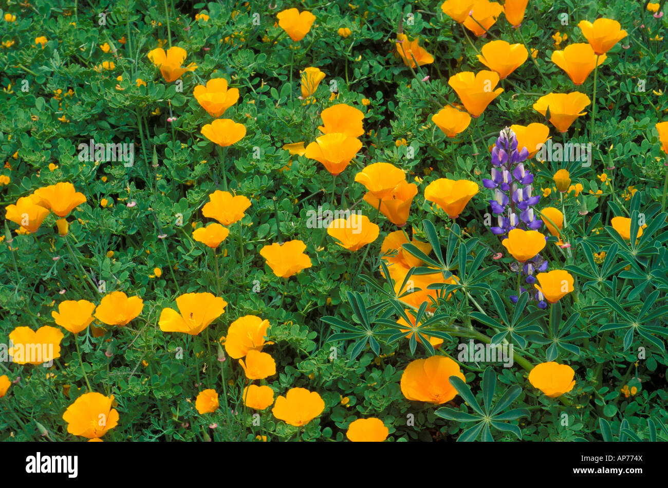 California Poppies Eschscholtzia californica and Blue pod Lupine Santa ...
