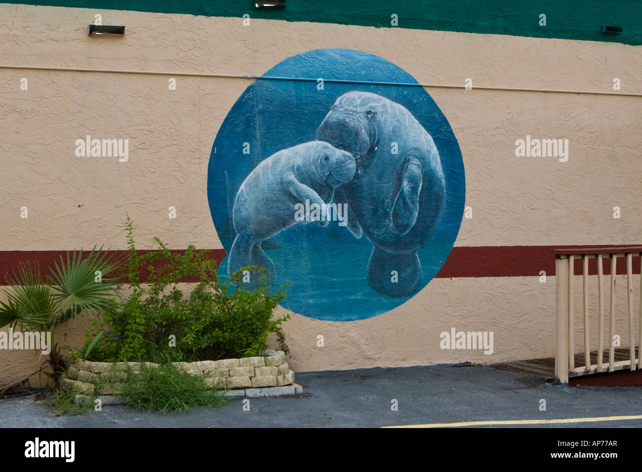 Manatee Wall Mural Stock Photo - Alamy