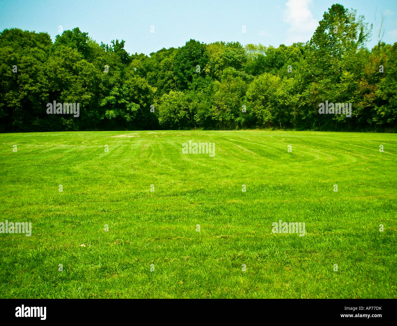 A green, wide open field, freshly mowed, surrounded by tall trees, in ...