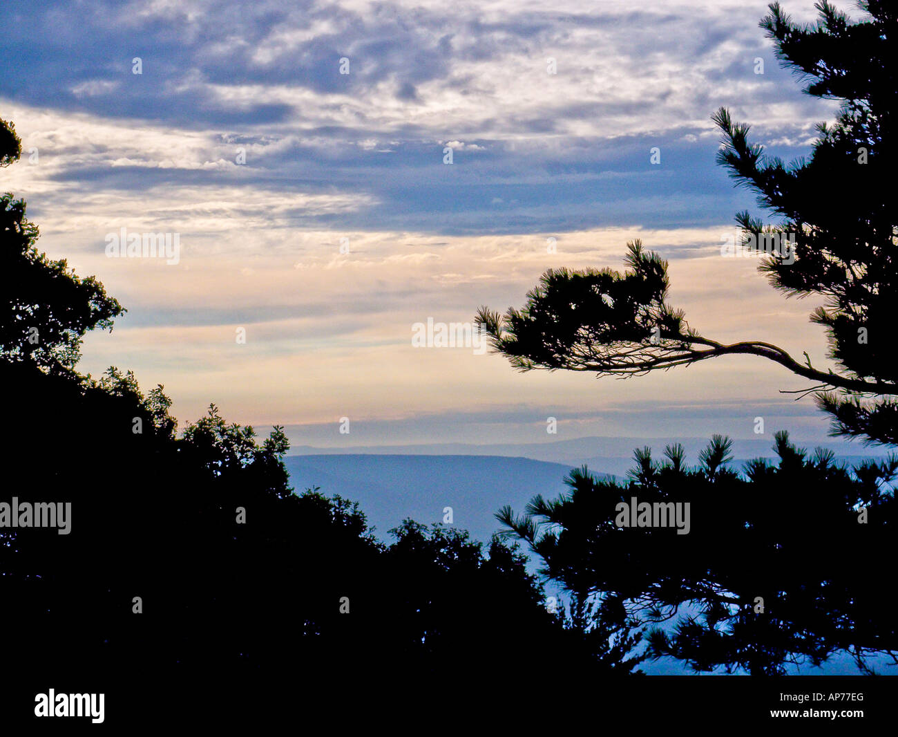 A view of the horizon at dusk, through the branches of a pine tree, up ...