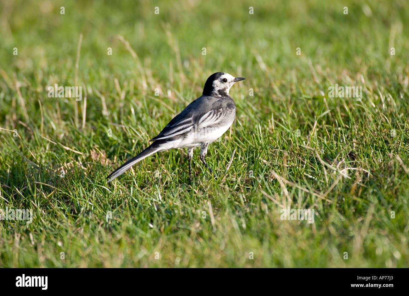 Grey wagtail on grass hi-res stock photography and images - Alamy